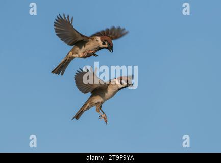 set of two sparrow birds in various poses fly against a white isolated ...