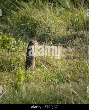 An alert mongoose hunting in the grasses of the Chitwan National Park ...