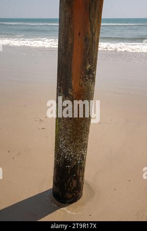 Kitty Hawk Pier House Outer Banks Island in North Carolina Stock Photo ...