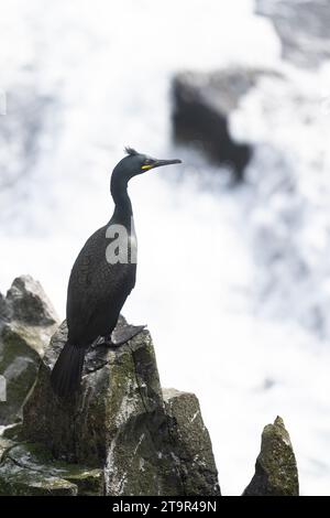 Shag, Isle of May, Fife, Scotland, UK Stock Photo - Alamy