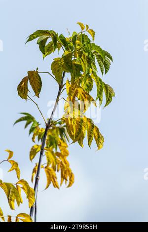 Autumnal leaves of an ash-leaved maple Acer negundo tree in the autumn ...
