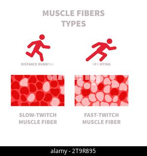 Slow twitch and fast twitch muscle fiber types illustration Stock ...