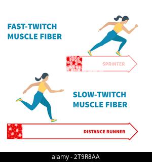 Slow twitch and fast twitch muscle fiber types illustration Stock ...