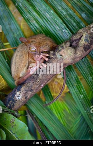 A close-up portrait of a Tarsier on a tree branch in Bohol, Philippines ...