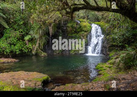 Whataroa Falls, Otanewainuku Forest, near Te Puke, Bay of Plenty, North ...