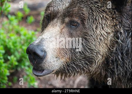 Grizzly bear in the rain at the Grouse Mountain Wildlife Refuge ...