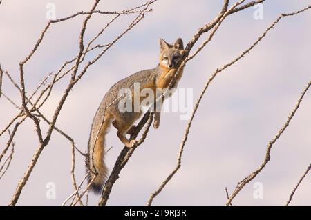 A gray fox in an ocotillo plant looking for food in Big Bend National ...