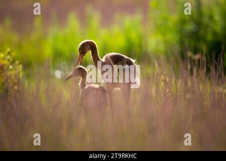 Whooping Crane reintroduction, Direct Autumn Release Stock Photo - Alamy