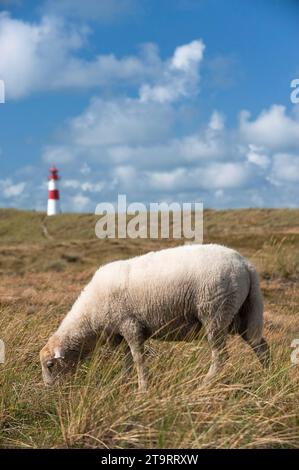 Sheep in a dune landscape on the island of Texel in the Netherlands ...
