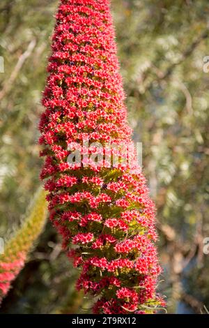 Wild viper's bugloss (Echium wildpretii), flowering, Teide National ...