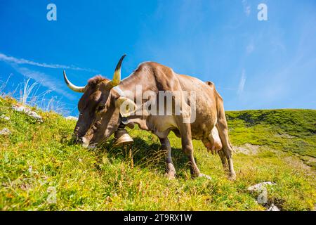 Dairy cow, Allgaeu Brown Swiss, domestic cattle (Bos primigenius taurus ...