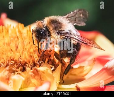 Common Eastern Bumble Bee side feeding on Lupin Stock Photo - Alamy