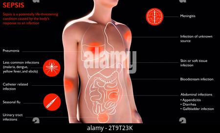 Female Internal Organs Stock Photo - Alamy