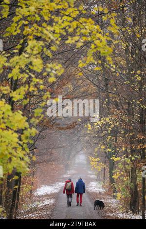Dresden, Germany. 27th Nov, 2023. A Sachsenforst employee walks along a ...