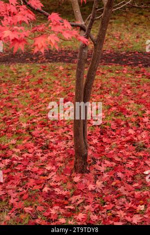 Acer tree in beautiful autumnal colours Stock Photo - Alamy