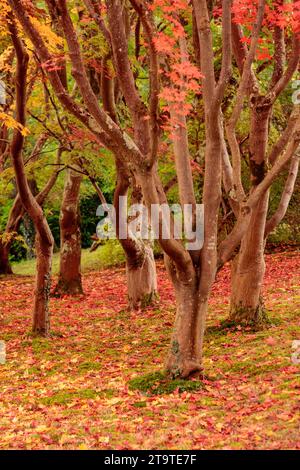 Acer trees in beautiful autumnal colours Stock Photo - Alamy