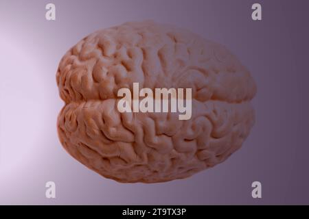 Human brain Anatomical Model, top view Stock Photo - Alamy