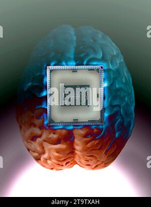 Human brain anatomical model with CPU processor microchip on gray ...