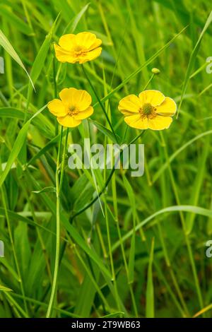 Helium. Water meadows around Lake Ilmen. Among the plants stand out ...