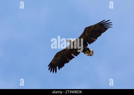 Seeadler, Flug, Flugbild, fliegend, See-Adler, Adler, Haliaeetus ...