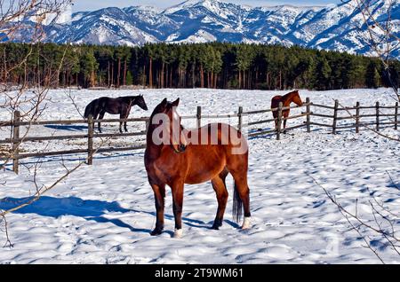 A snow-covered ranch in Bozeman, Montana Stock Photo - Alamy