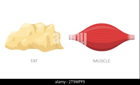 Muscle fiber, fat cell adipose tissue, skeletal muscular system anatomy ...
