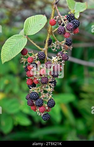 Mysore raspberry, Ceylon raspberry or hill raspberry (Rubus niveus ...