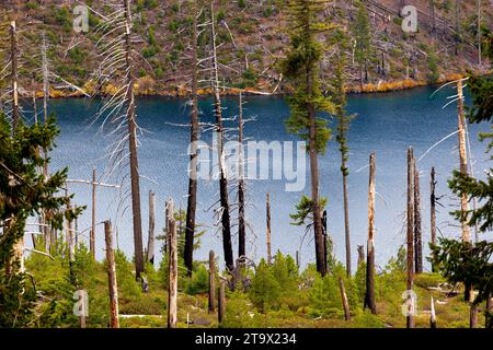 An old forest fire that left scared and dead trees are surrounding by ...