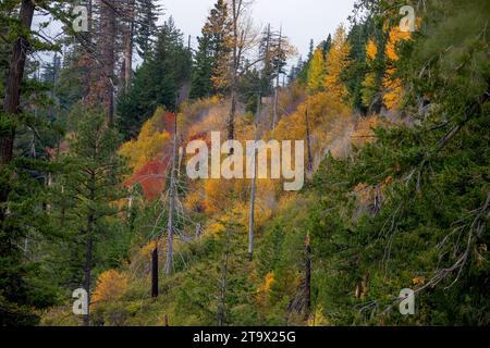 An old forest fire that left scared and dead trees are surrounding by ...