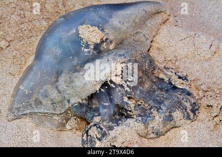 Jellyfish, sea jellies, medusa-phase of certain gelatinous members of ...