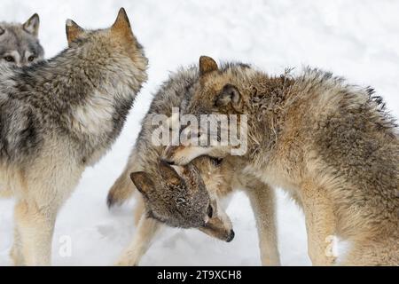 Grey Wolf (Canis lupus) Grabs Packmate By Scruff of Neck Winter ...