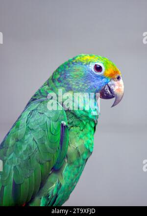 Blue cheeked amazon Parrot Amazona dufresniana close-up Stock Photo - Alamy
