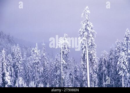 Winter forest near Mt Ashland, Rogue River National Forest, Oregon ...