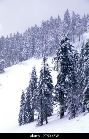 Winter forest near Mt Ashland, Rogue River National Forest, Oregon ...