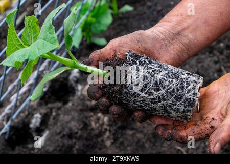 Pot-bound cucurbit seedling showing the roots circling the inside of ...