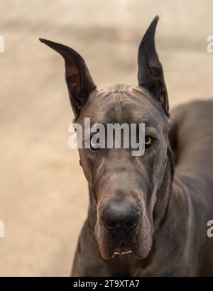 Head shot of a purebred Gray Great Dane that is outside Stock Photo - Alamy