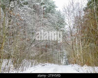 Lovely winter forest. Trees and bushes covered in snow. Ski track on a ...