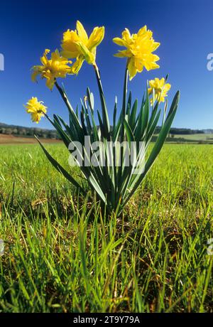 Daffodil in farm field, Benton County, Oregon Stock Photo - Alamy
