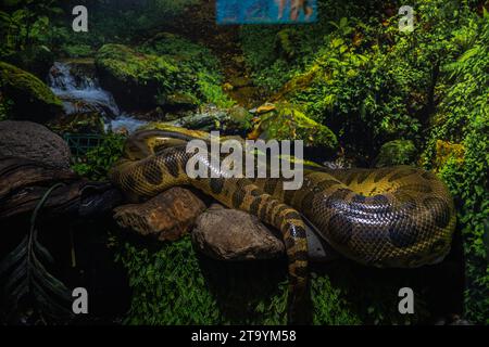 Reptile Photography - shooting portraits of snakes specifically pythons ...