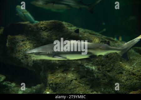 The tiger shark is a species of ground shark, and the only extant ...
