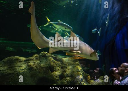 The tiger shark is a species of ground shark, and the only extant ...