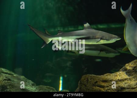 The tiger shark is a species of ground shark, and the only extant ...