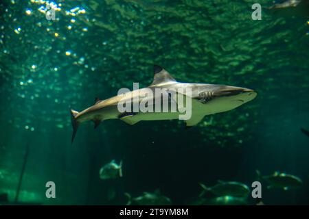 The tiger shark is a species of ground shark, and the only extant ...