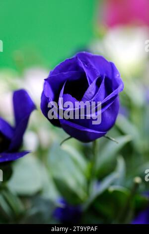 Beautiful purple roses in a blue cup on a light background. Close up ...