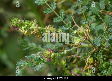 Spiny burnet, Sarcopoterium spinosum in fruit. A garrigue plant ...
