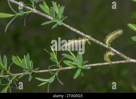 Male catkins of Purple Willow, Salix purpurea. Val d'Aran Stock Photo ...
