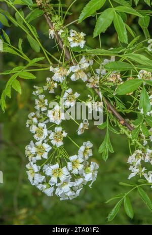 Yellowhorn Tree Flowers, Xanthoceras sorbifolium, Sapindaceae, North ...