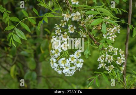 Yellowhorn Tree Flowers, Xanthoceras sorbifolium, Sapindaceae, North ...