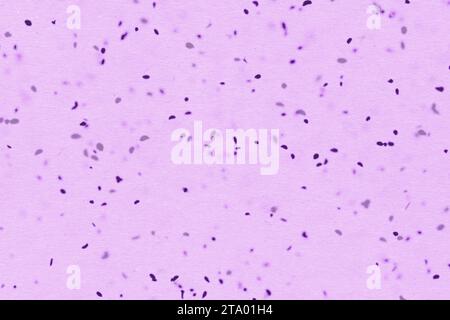 bacteria cells under a microscope Stock Photo - Alamy