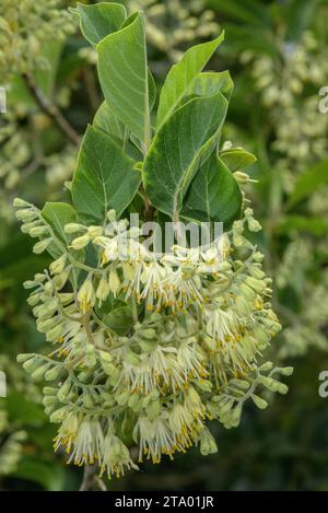 Little Epaulettetree, Epaulette tree, Ptersostyrax corymbosus in flower ...